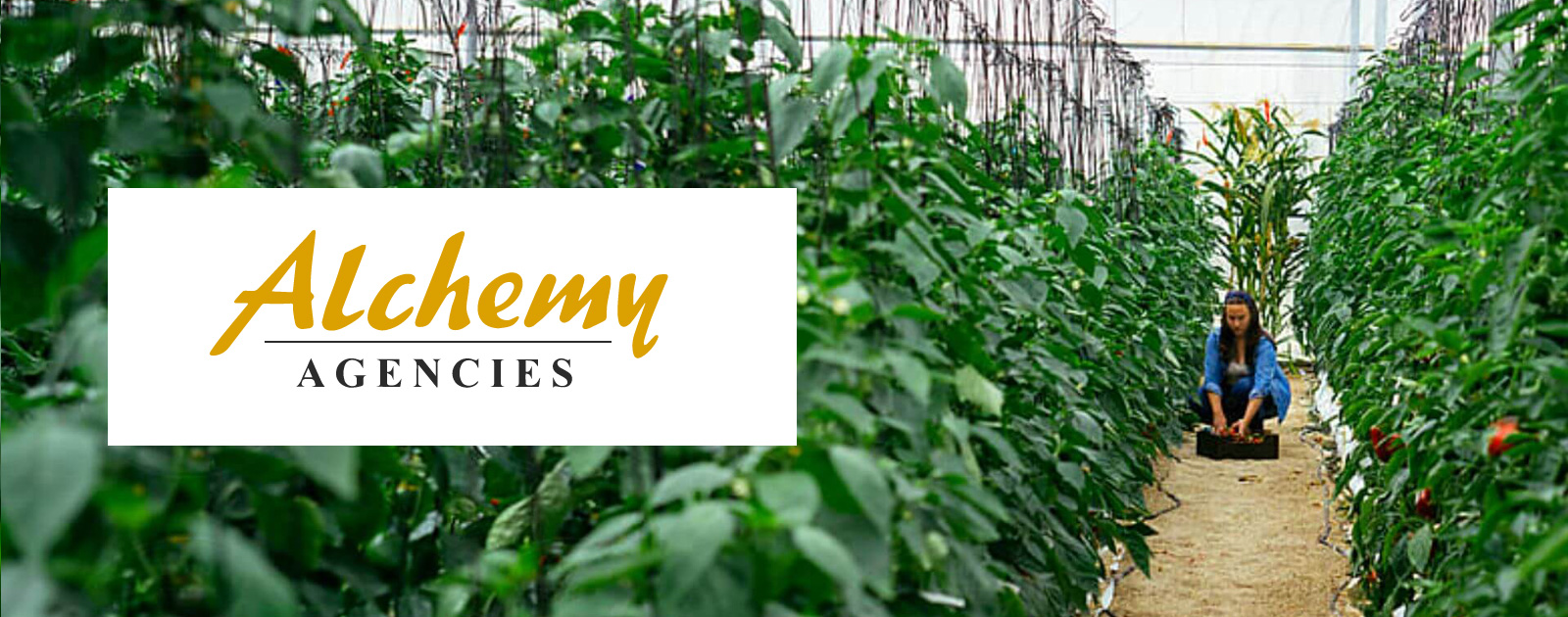 Home | Alchemy Agencies